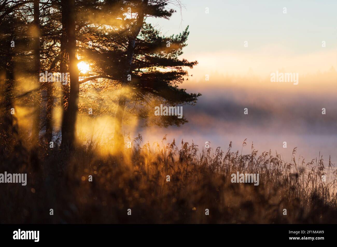 Rising tree silhouette hi-res stock photography and images - Alamy