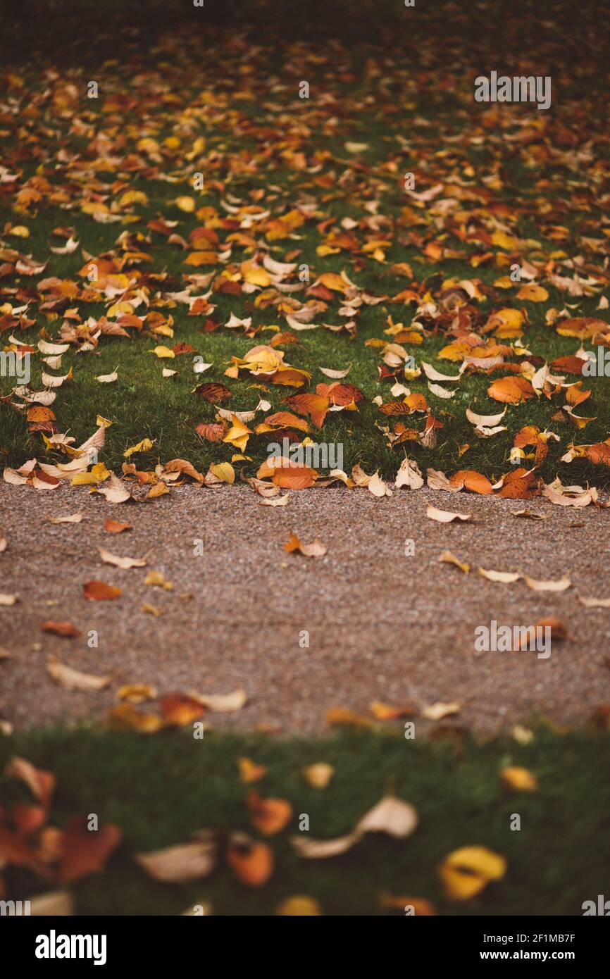 Path with fallen autumn leaves Stock Photo - Alamy