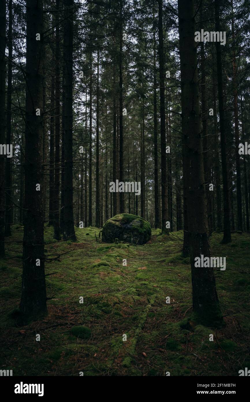 Boulder in forest hi-res stock photography and images - Alamy