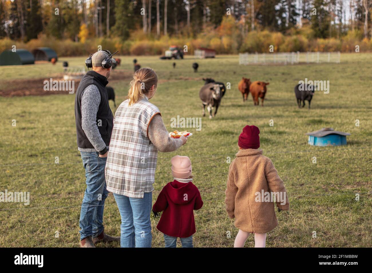 Agricultural and livestock activities hi-res stock photography and ...