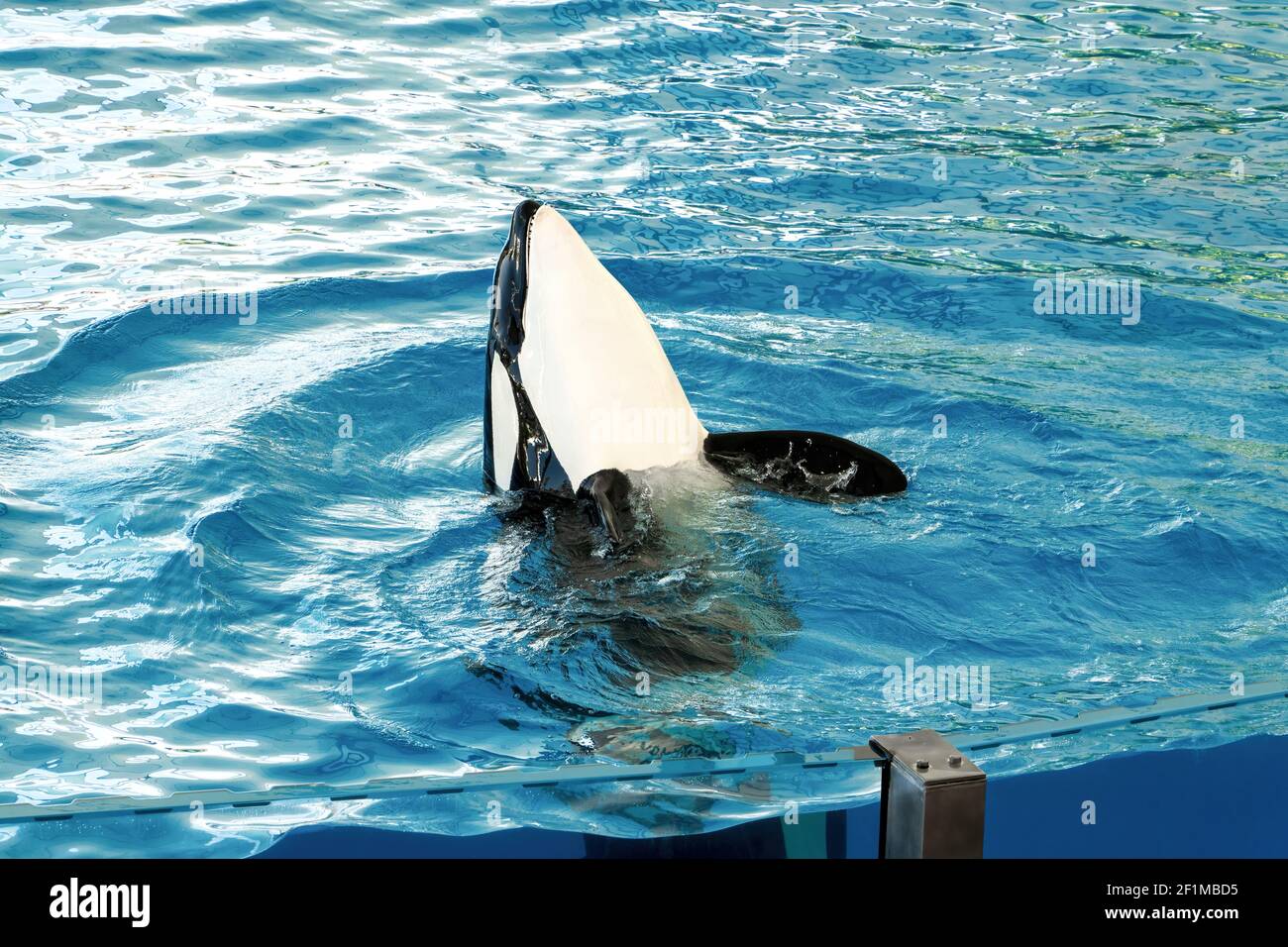 Killer whale underwater pod hi-res stock photography and images - Alamy