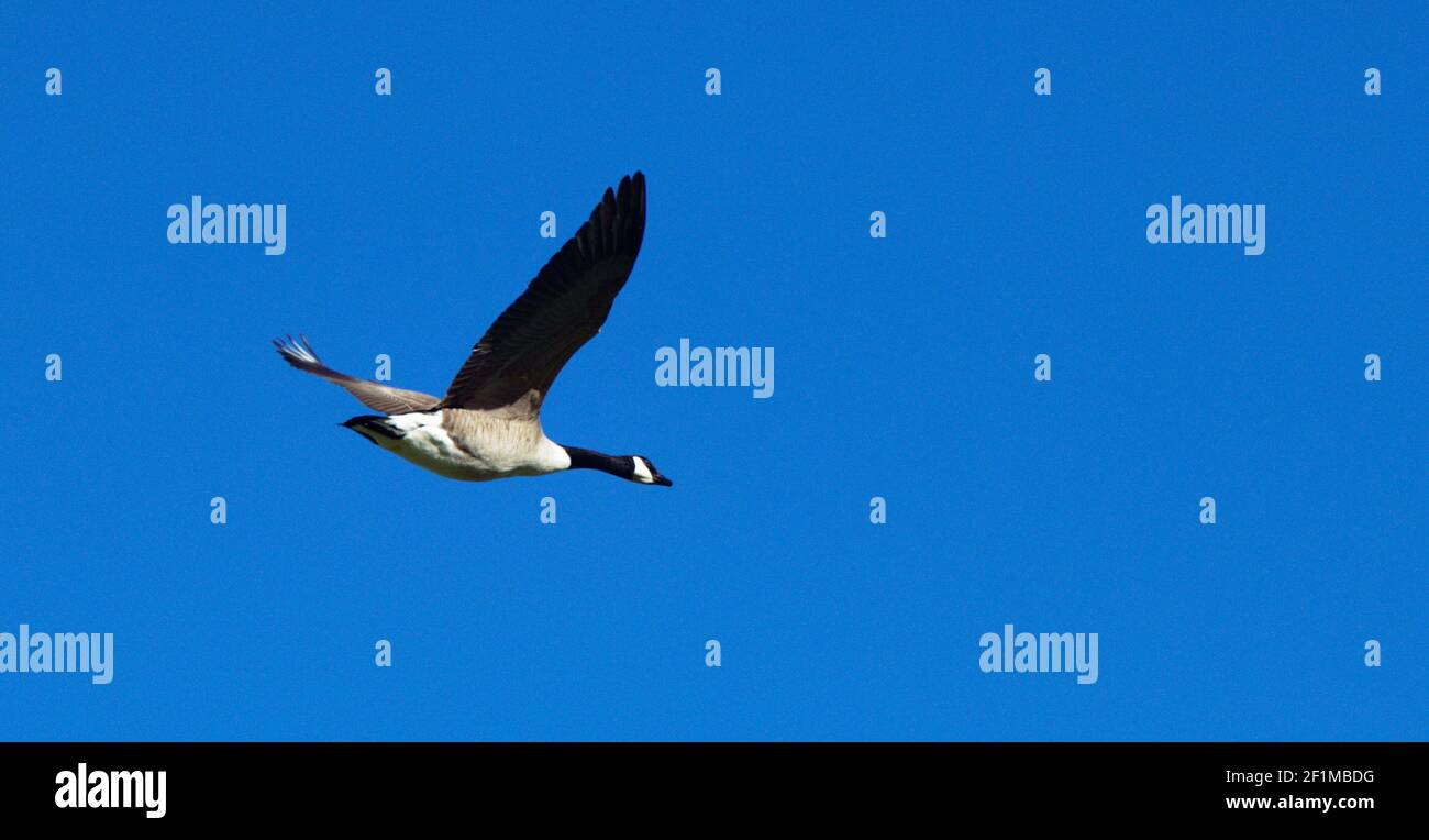 Canada goose wingspan hi-res stock photography and images - Alamy