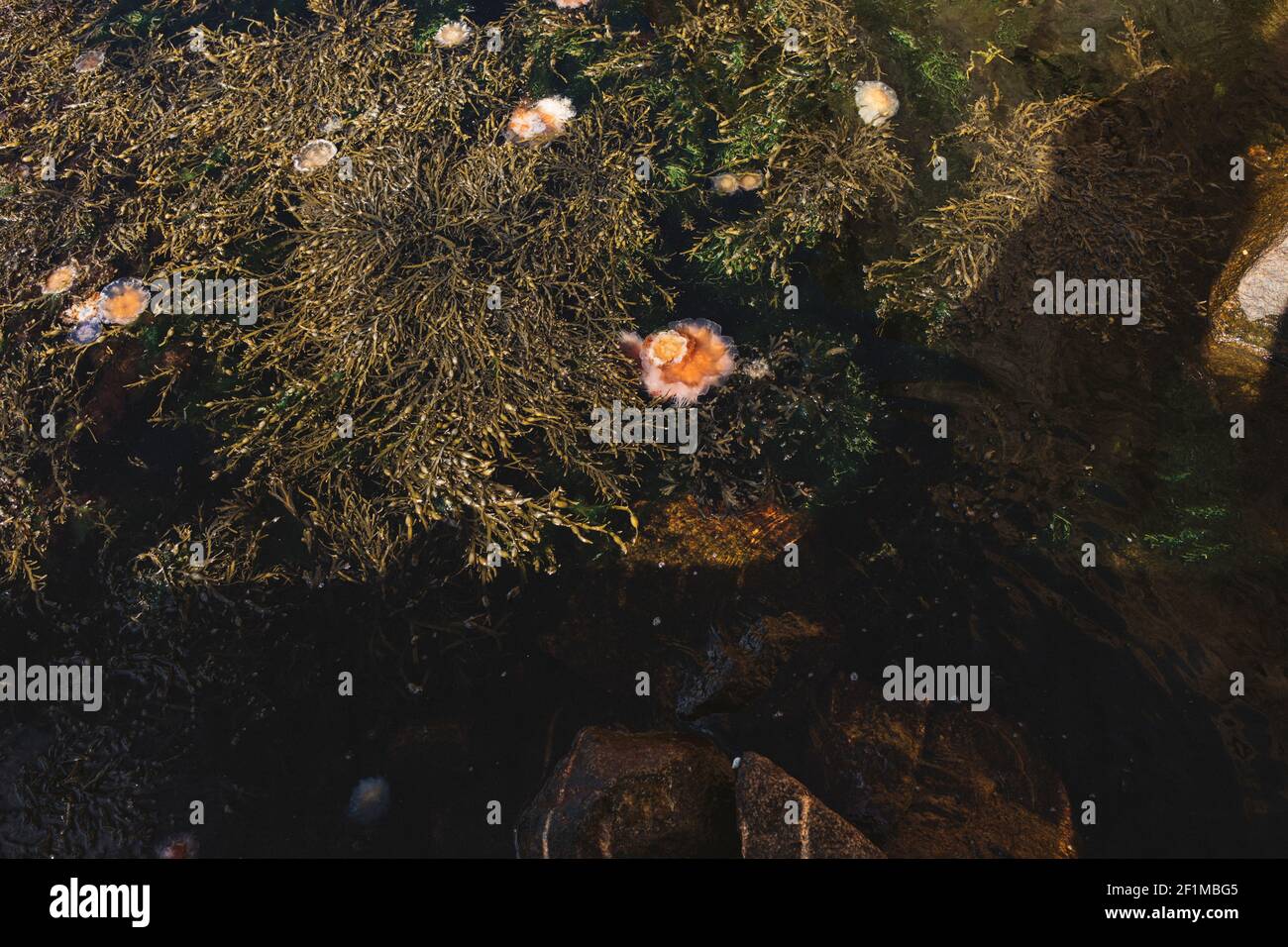 Seaweed at water surface hi-res stock photography and images - Alamy
