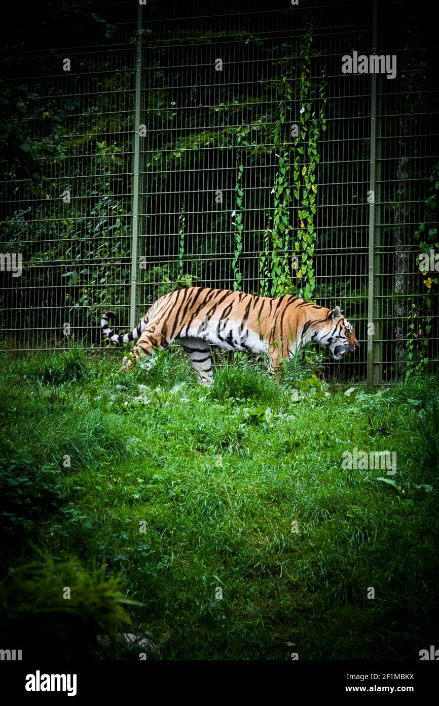 Tiger in zoo Stock Photo - Alamy