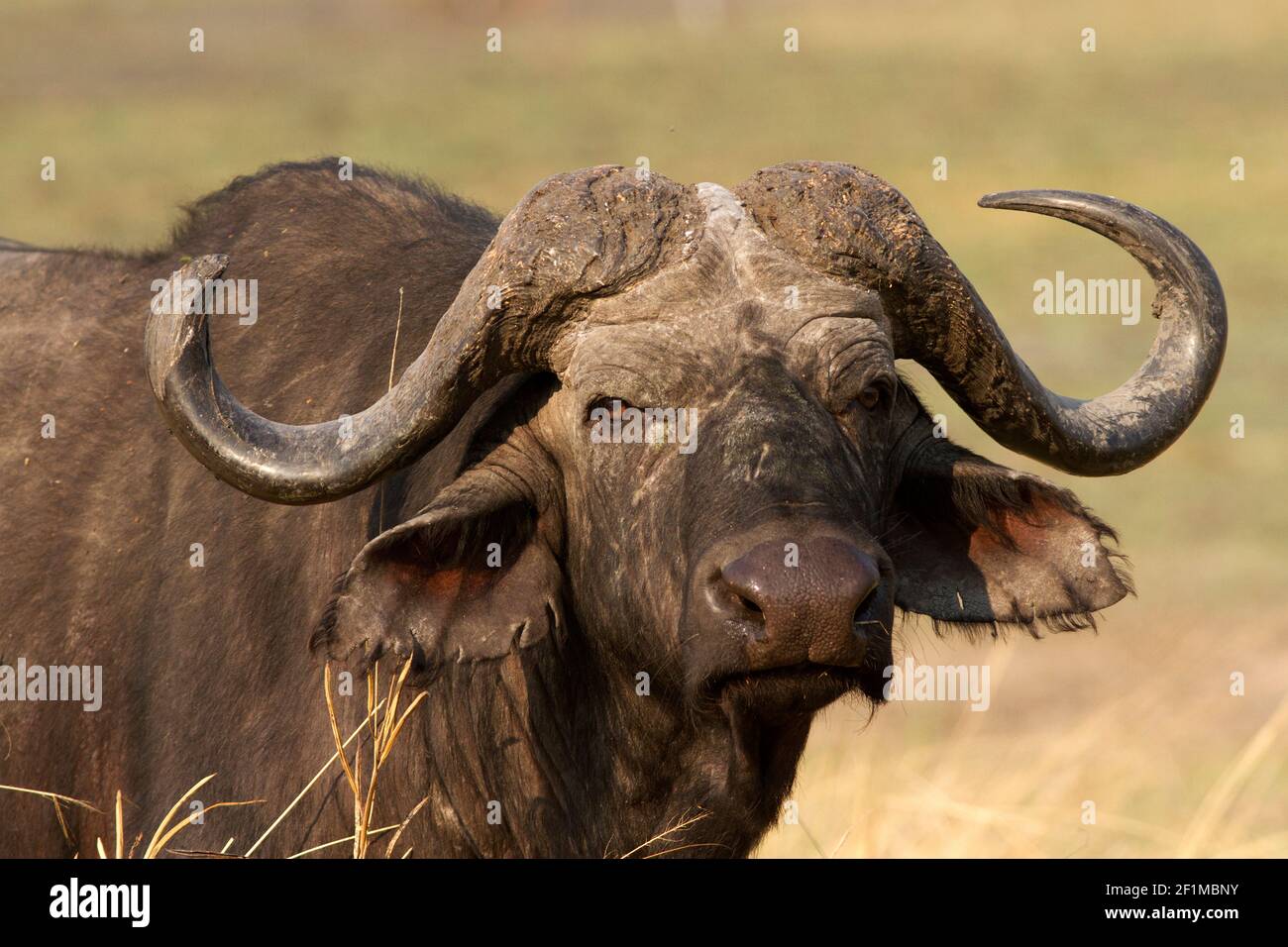 Mature buffalo dagga boy hi-res stock photography and images - Alamy