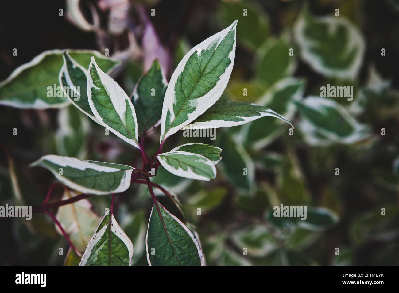 Green leaves with white markings Stock Photo - Alamy