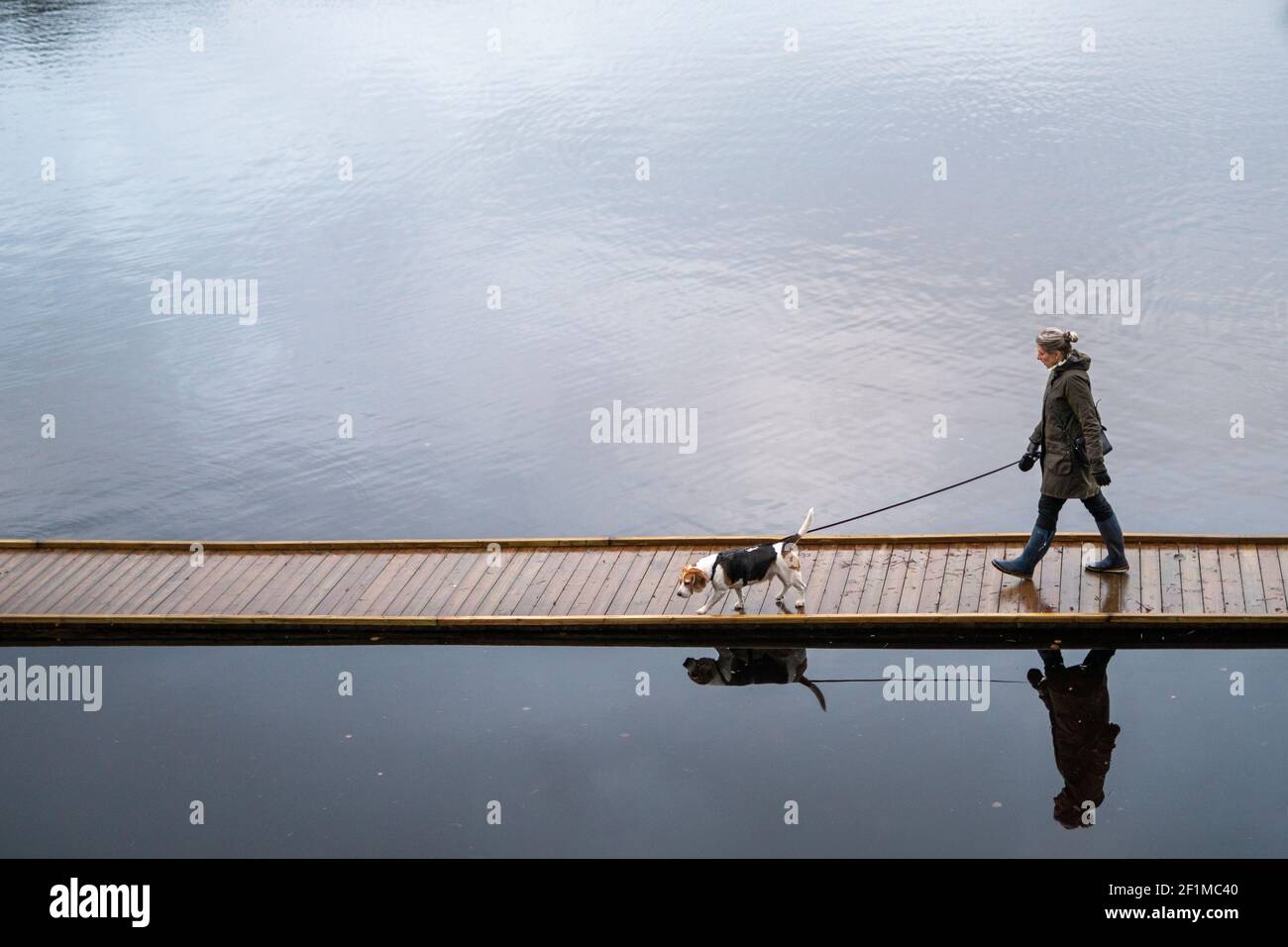 Woman with beagle dog walking on jetty Stock Photo - Alamy