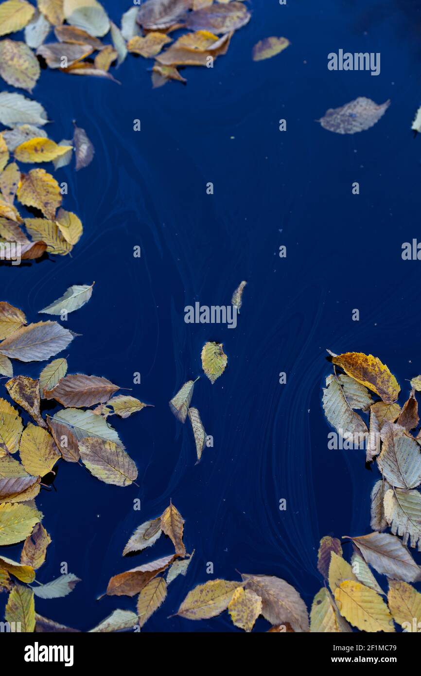 Autumn leaves on water Stock Photo - Alamy