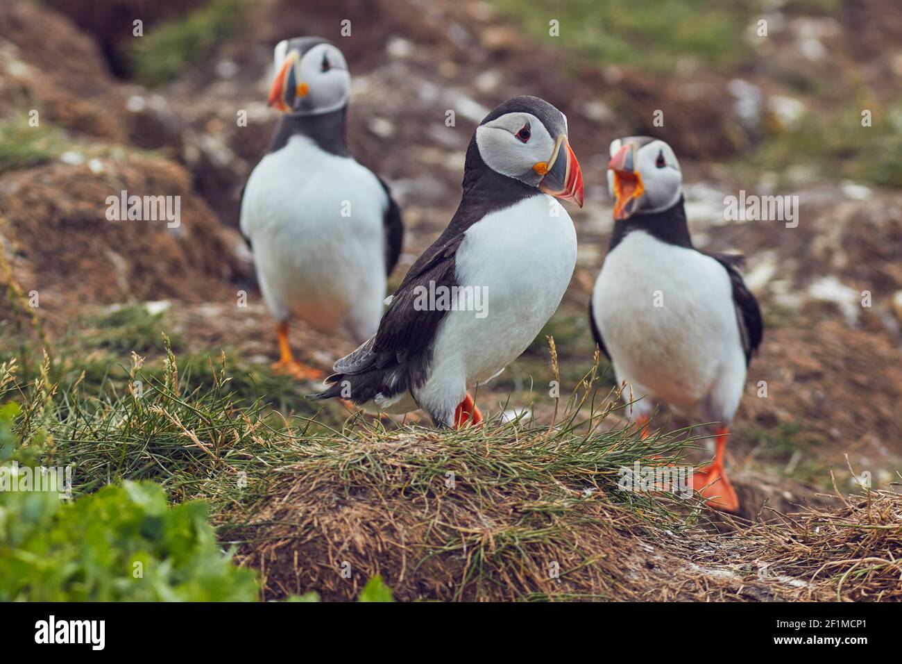 A group of Atlantic Puffins, Fratercula arctica, during the summer ...