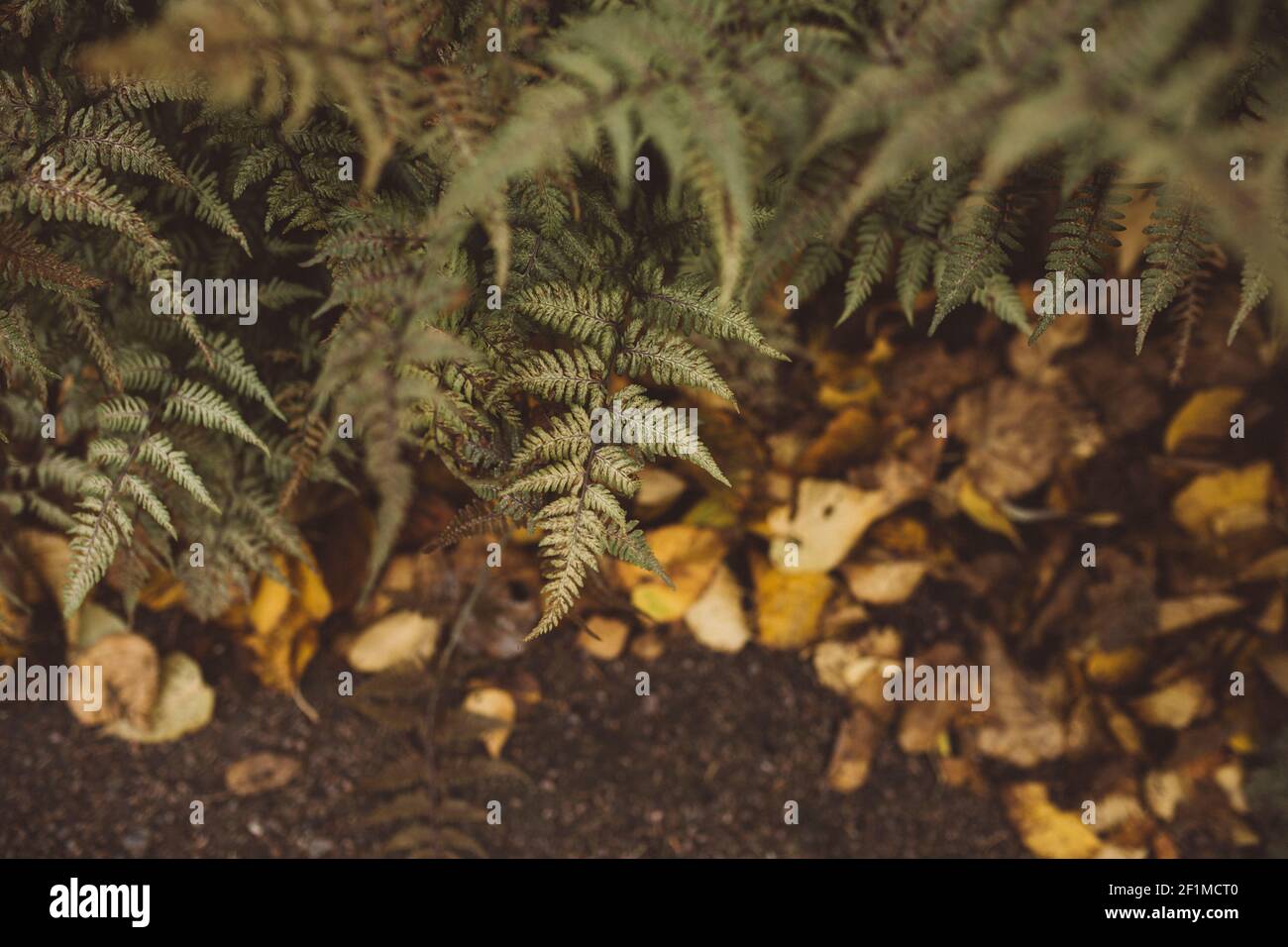 High view fern hi-res stock photography and images - Alamy