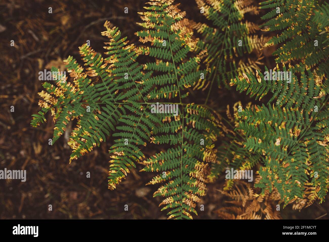 High view fern hi-res stock photography and images - Alamy