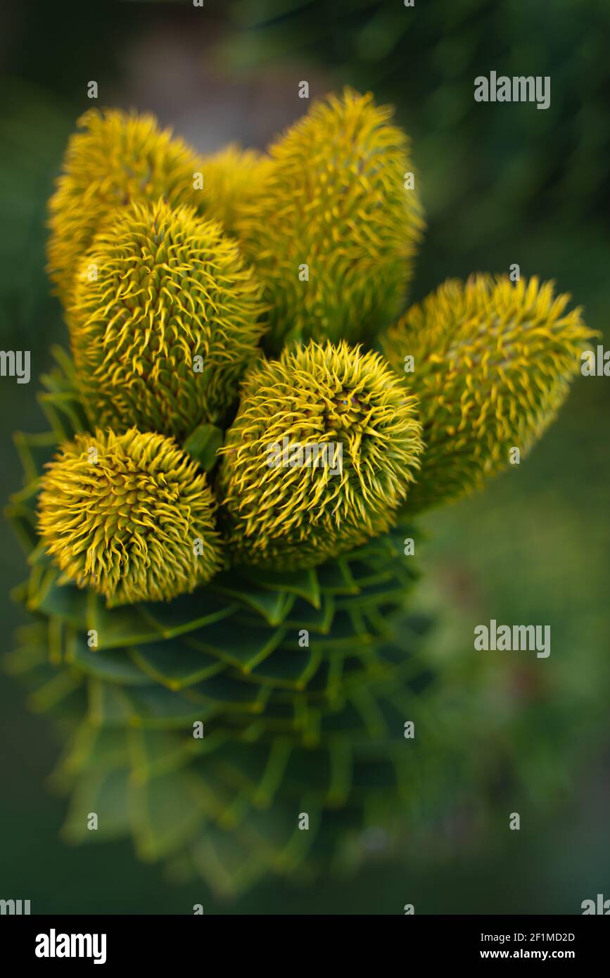 Monkey puzzle tree, Araucaria araucana, evergreen tree, native southern ...