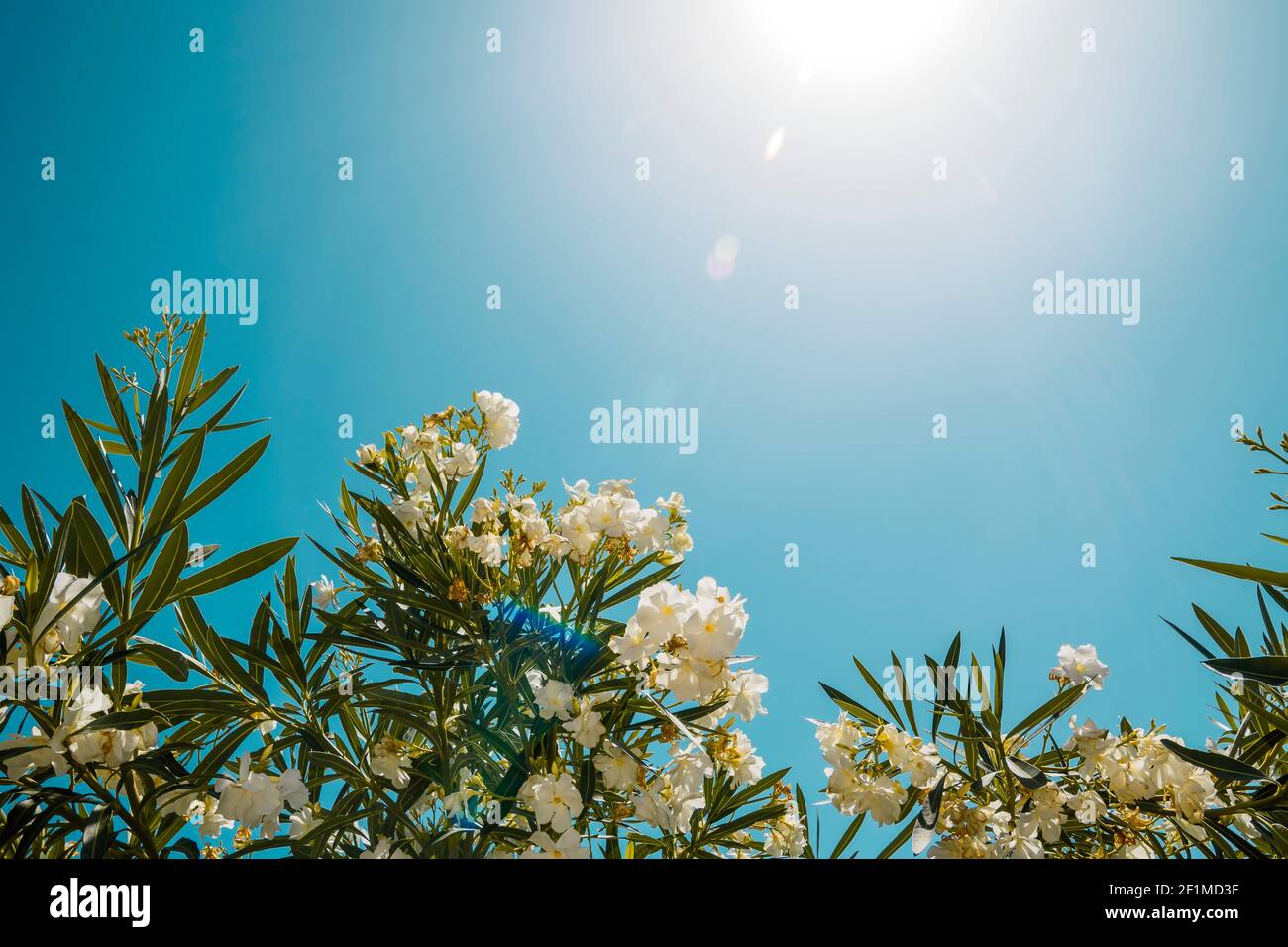 Bottom side view of flowers hi-res stock photography and images - Alamy