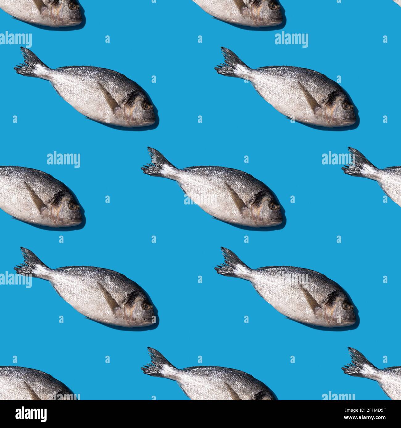 Seamless pattern with dorado fish on a bright blue background with hard ...