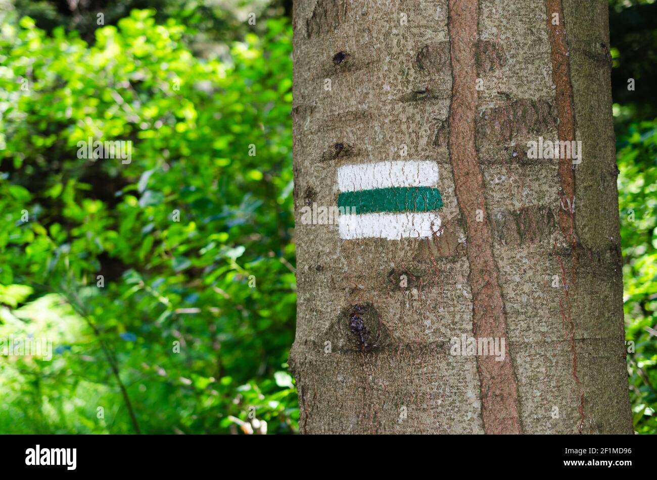 Detail of touristic marking on green hiking trails. Marks painted on ...