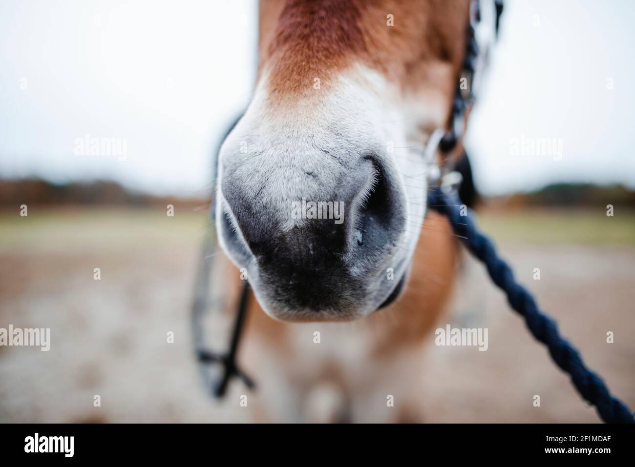 Horseback riding close up hi-res stock photography and images - Alamy