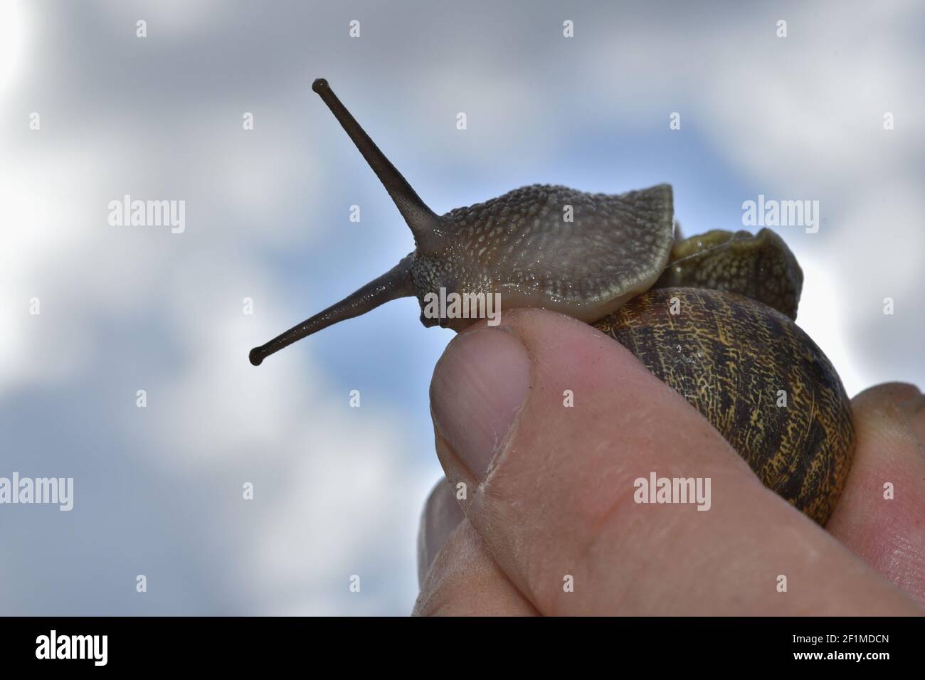 Human snail hi-res stock photography and images - Alamy