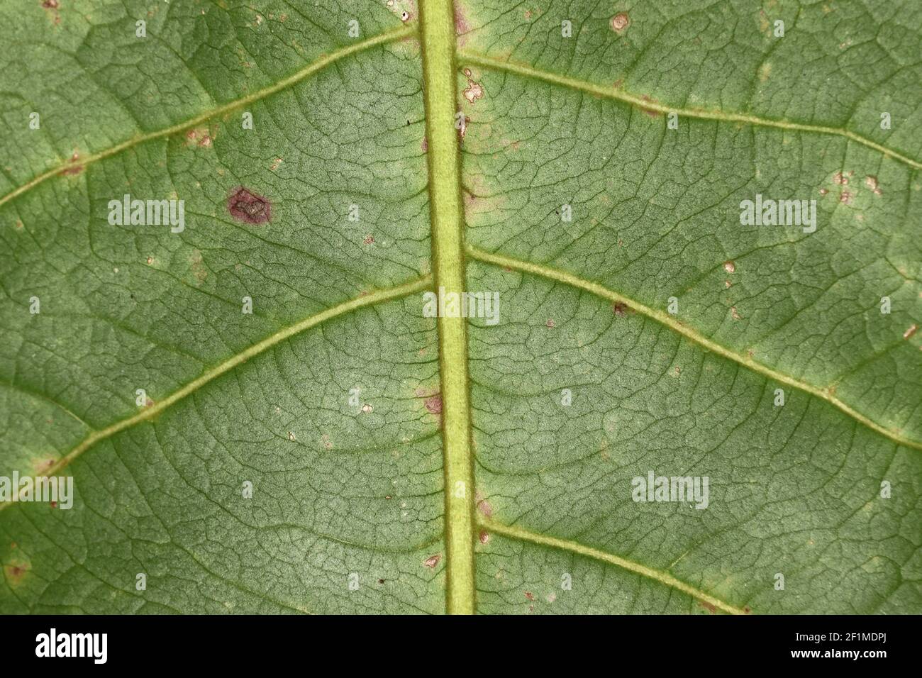 Beautiful striped pattern background of sandalwood green leaf.Beautiful ...
