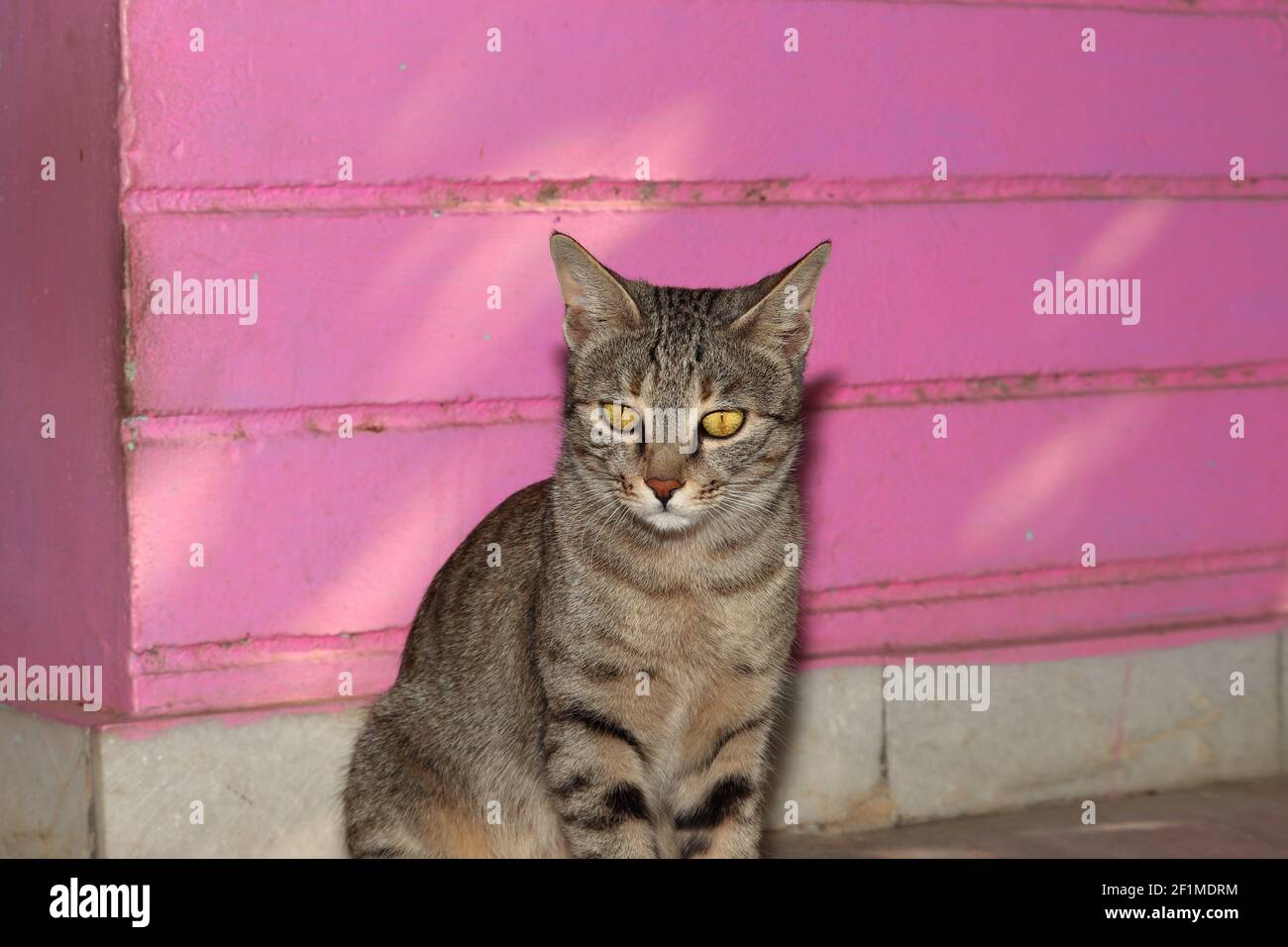 Indian domestic cat hi-res stock photography and images - Alamy