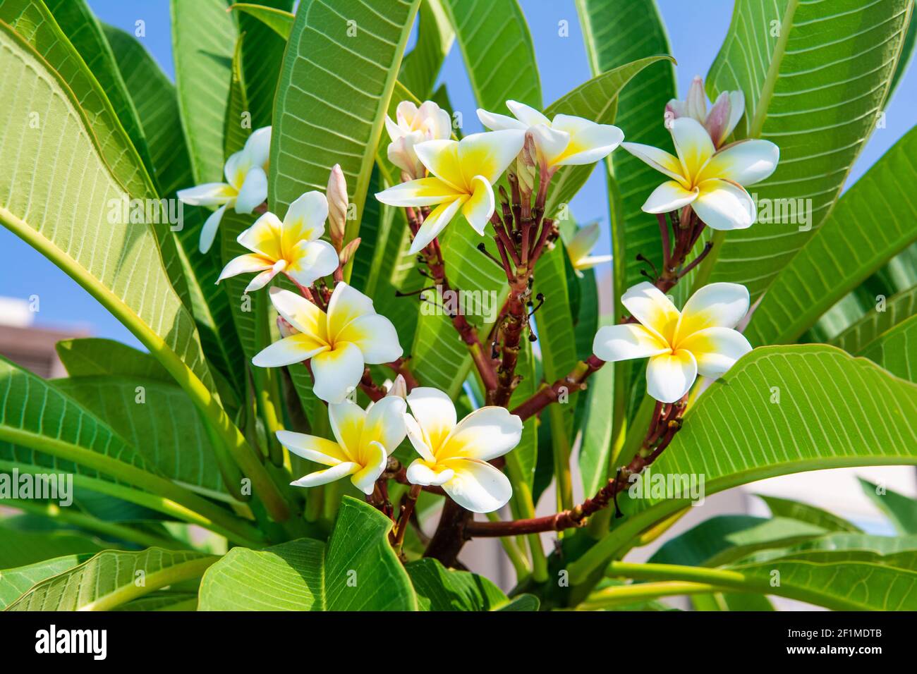 Frangipani tree with white flower Stock Photo - Alamy
