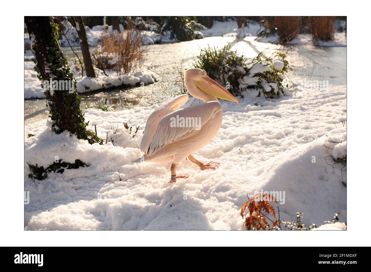 Animals in the snow at London Zoophotograph by David Sandison The ...