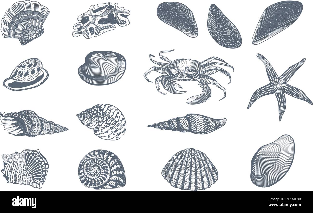 Sketch ocean nature set with crab scallop snail starfish and seashells ...