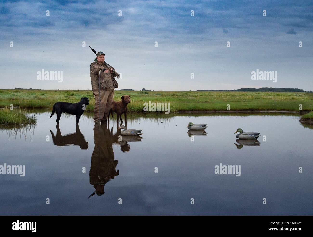 A wildfowler, or duck hunter, with his dog on a Lincolnshire salt marsh ...