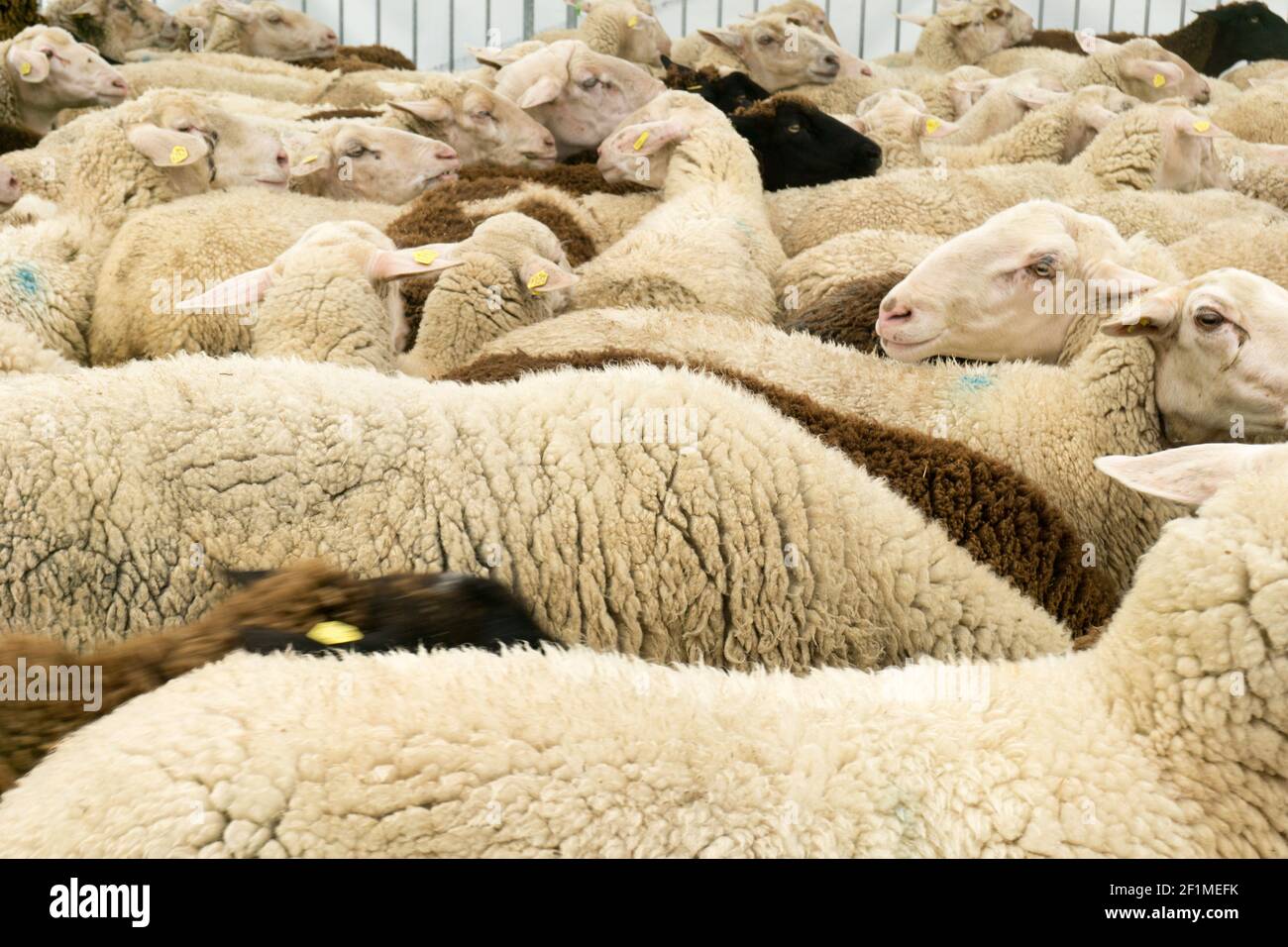 Many sheep crowded together in a corral before being sheared Stock ...