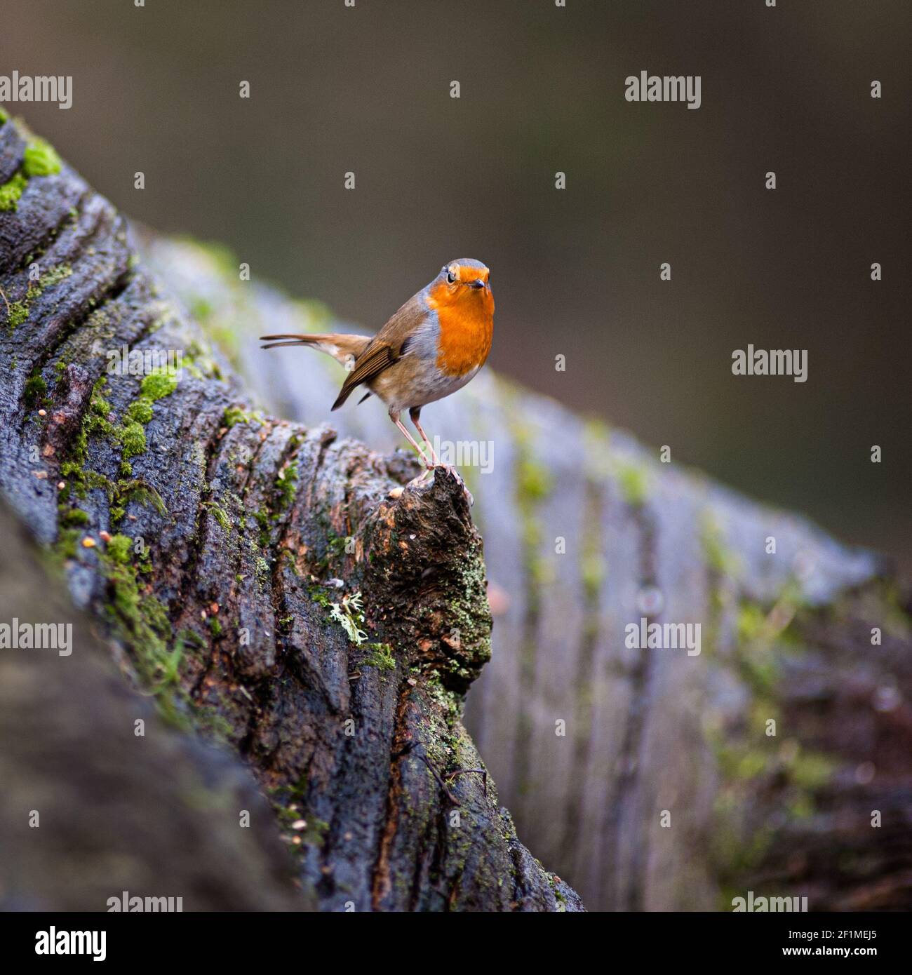 Robin singing house hi-res stock photography and images - Alamy