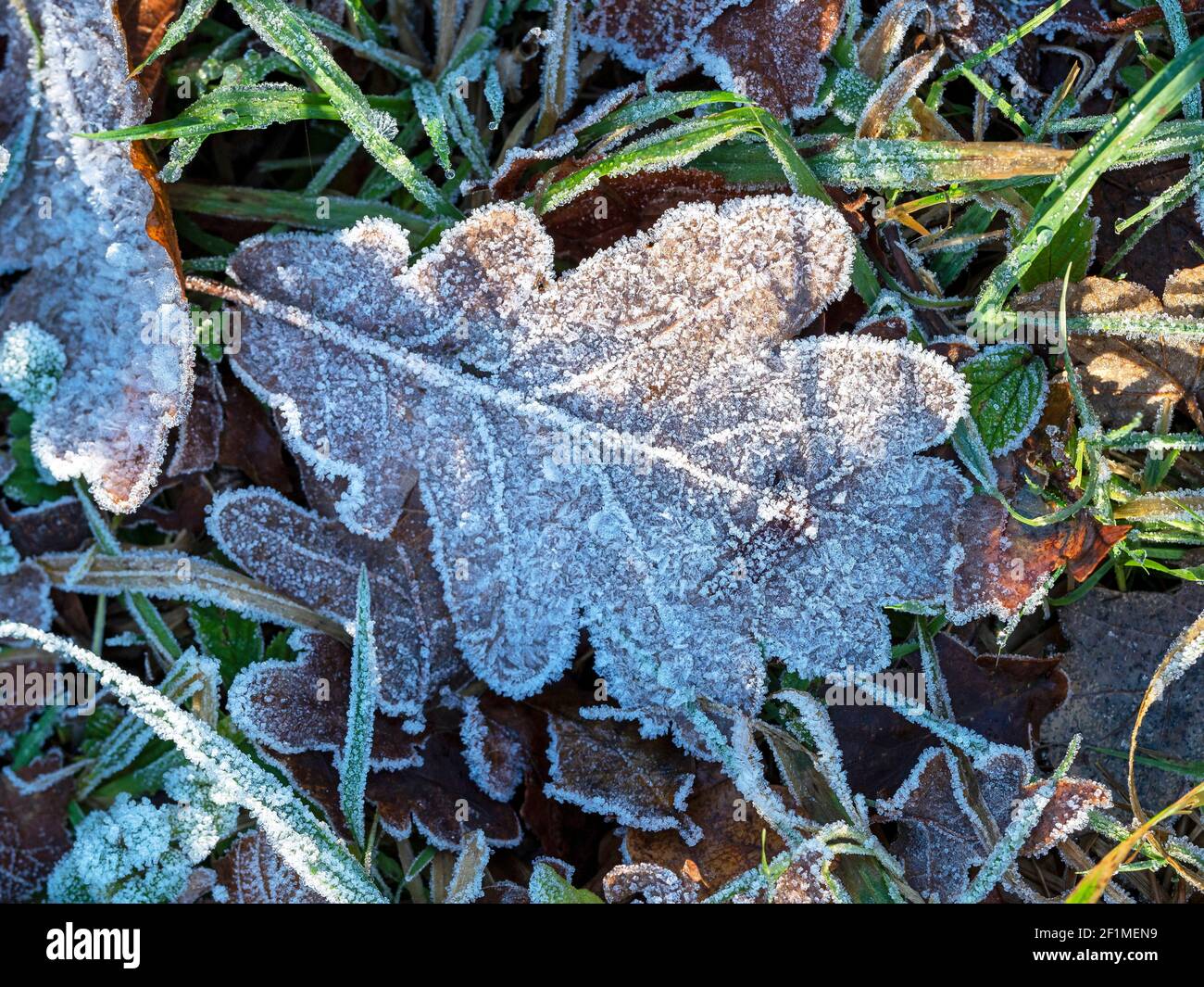 Frost covered oak leaf hi-res stock photography and images - Alamy