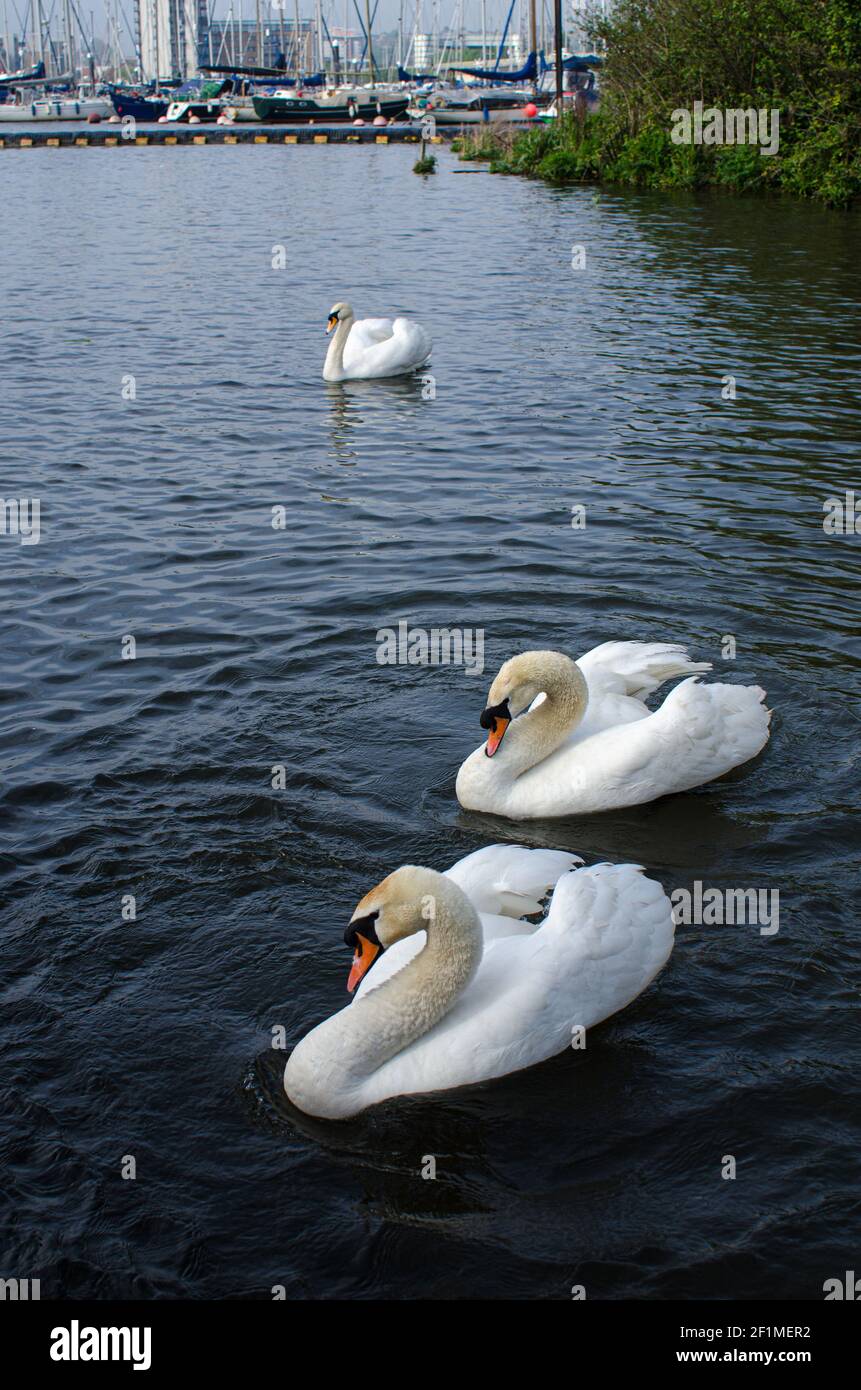 Singing Swans High Resolution Stock Photography and Images - Alamy