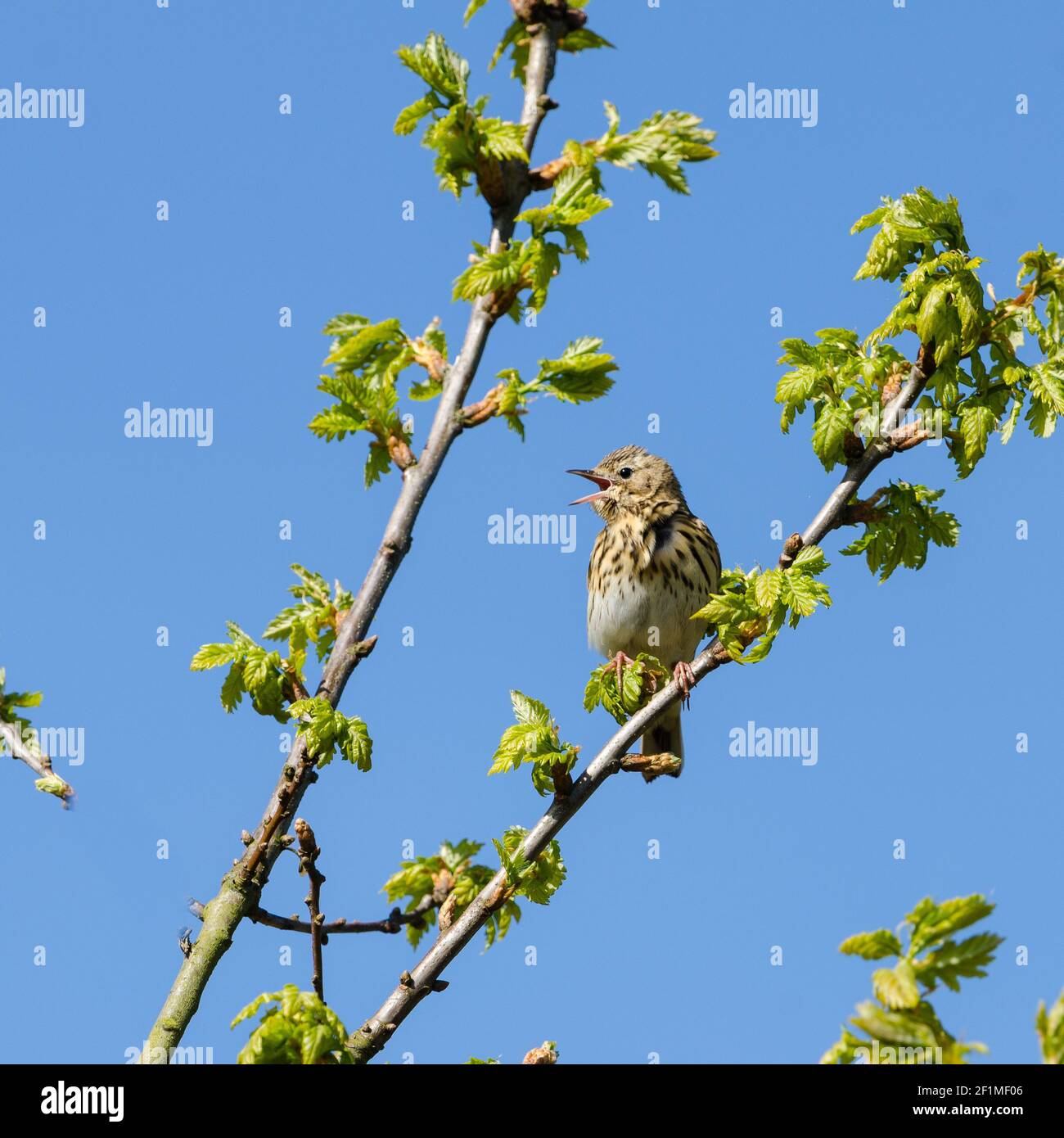 Tree Pipit singing from tree. Square picture format Stock Photo - Alamy