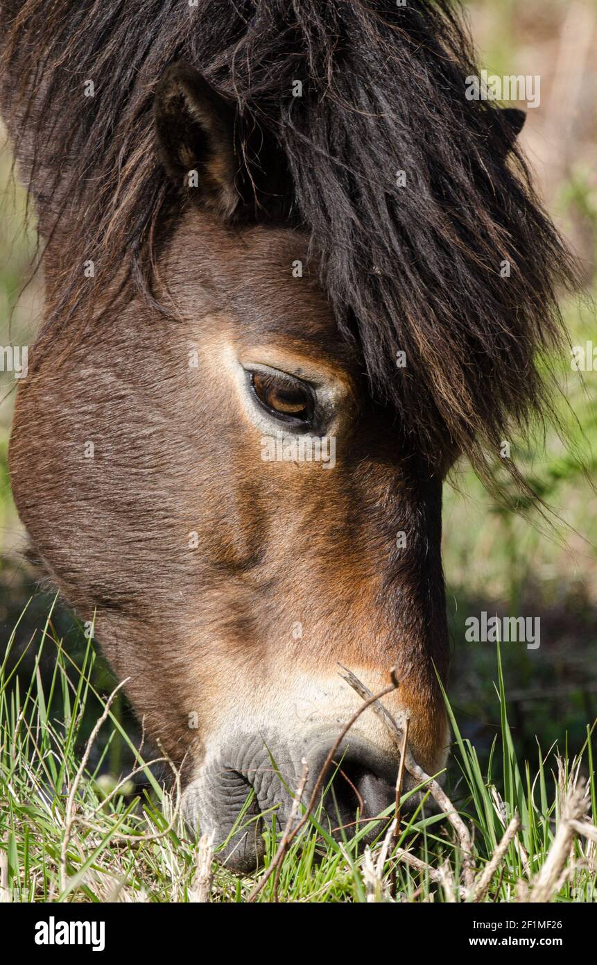 Horse head grazing Stock Photo - Alamy