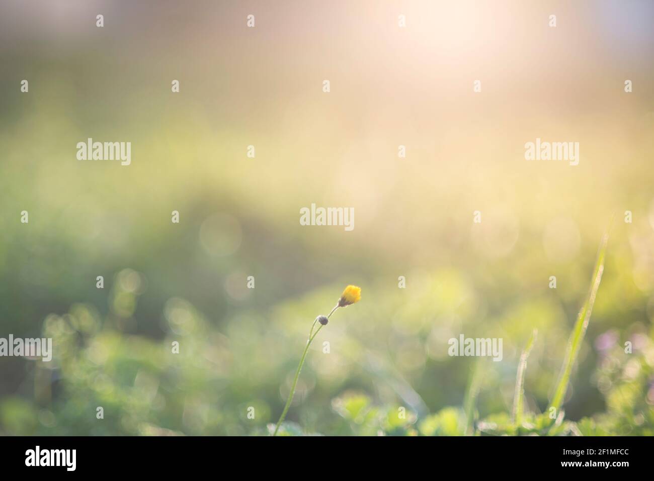 daisy plants with sun rays Stock Photo - Alamy