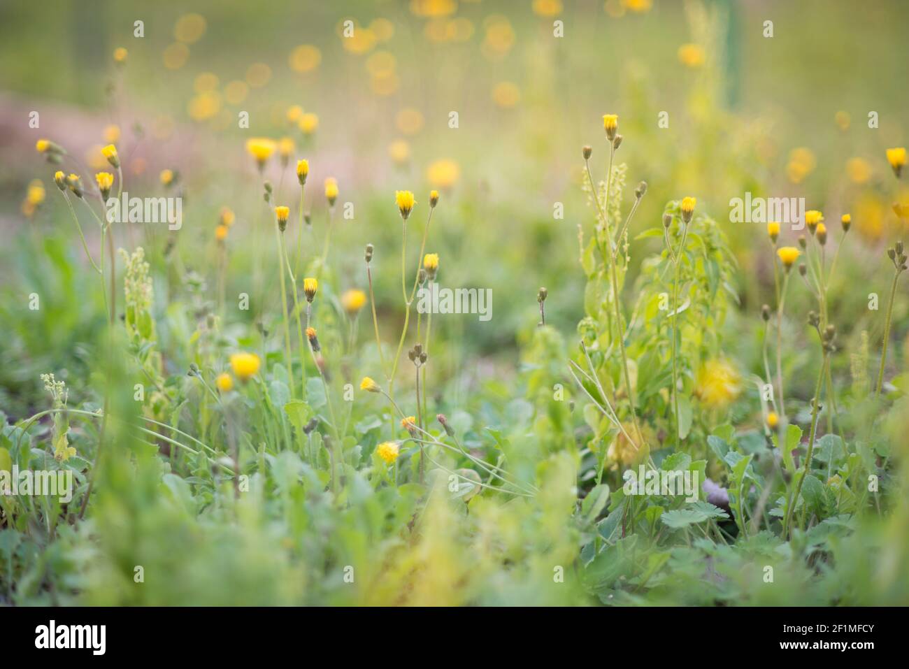 daisy plants with sun rays Stock Photo - Alamy