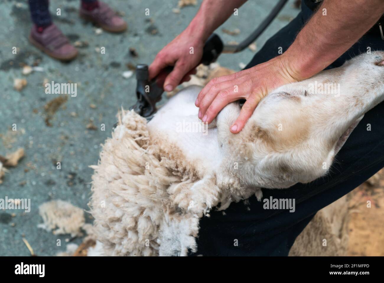 Close up view of a shepherd shearing his sheep Stock Photo - Alamy