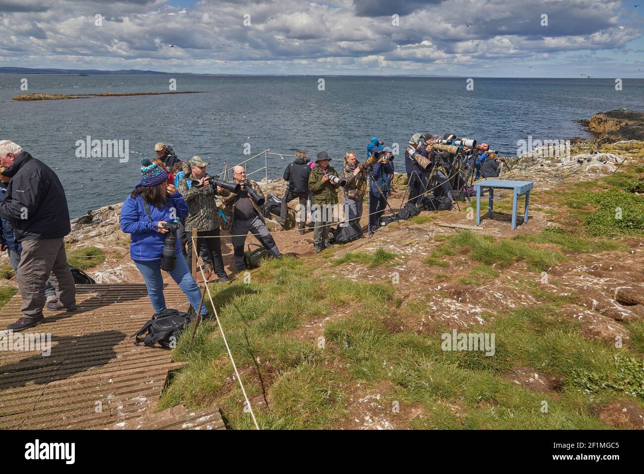 Wildlife photographers gather to photograph puffins on Staple Island ...