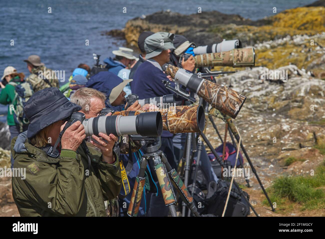 Wildlife photographers gather to photograph puffins on Staple Island ...