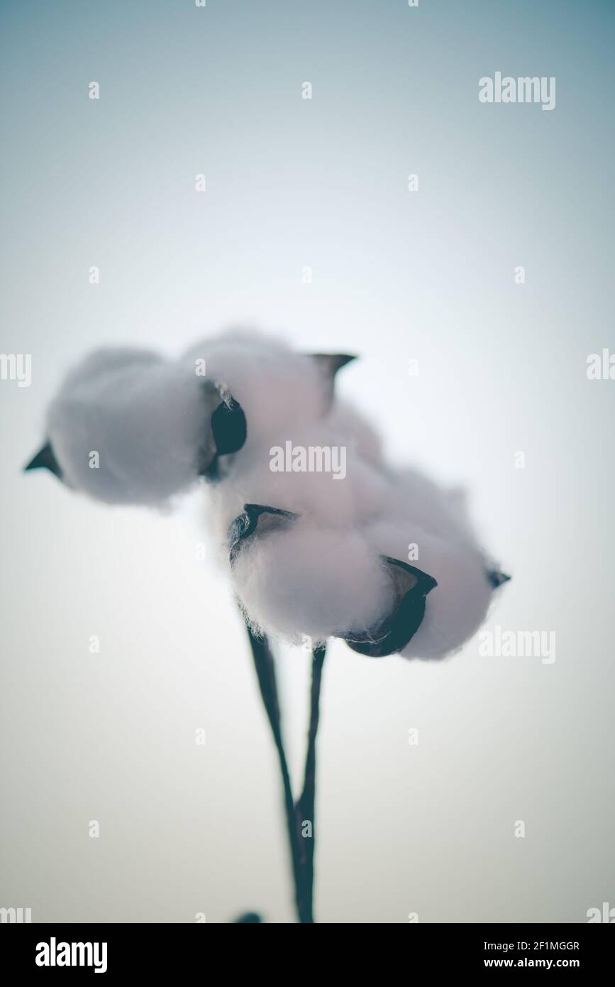Cotton plant white background hi-res stock photography and images - Alamy