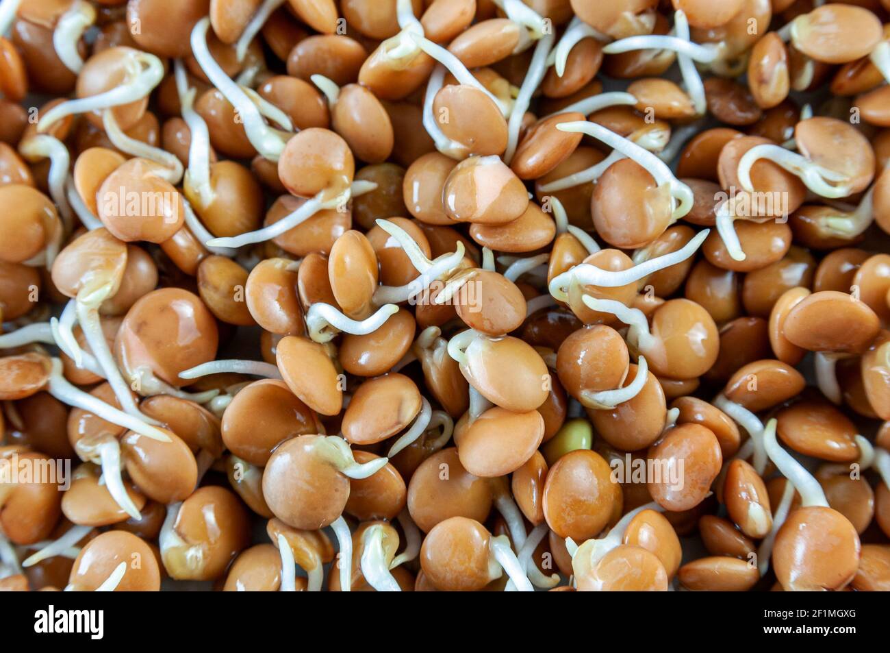 texture of sprouted lentil beans Stock Photo - Alamy