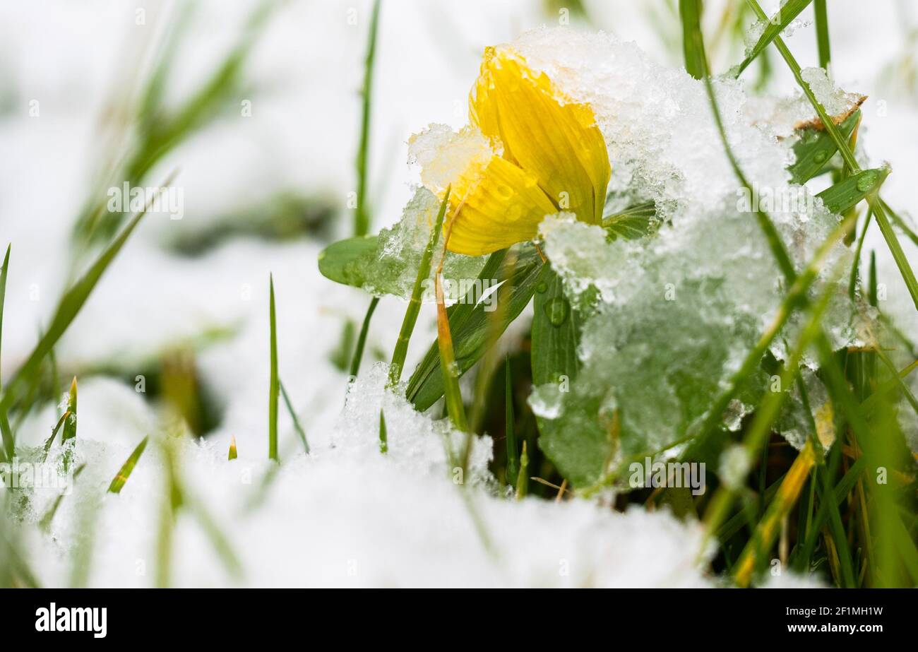 Wintercreepers hi-res stock photography and images - Alamy