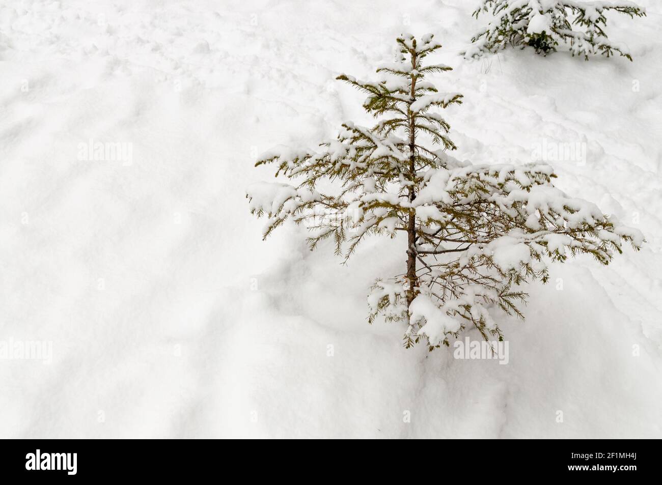 Little spruce hi-res stock photography and images - Alamy