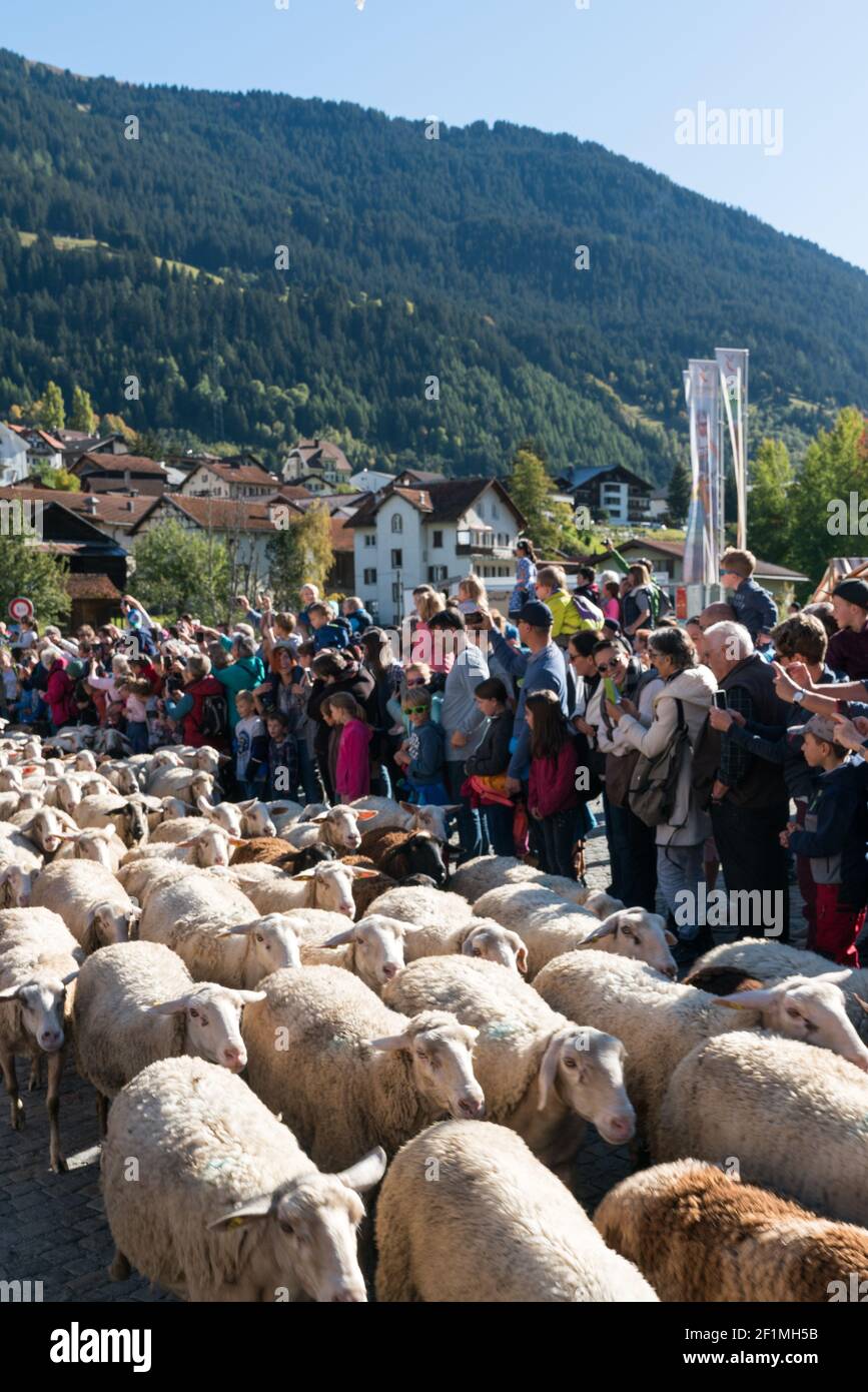 Sheep herd run hi-res stock photography and images - Alamy