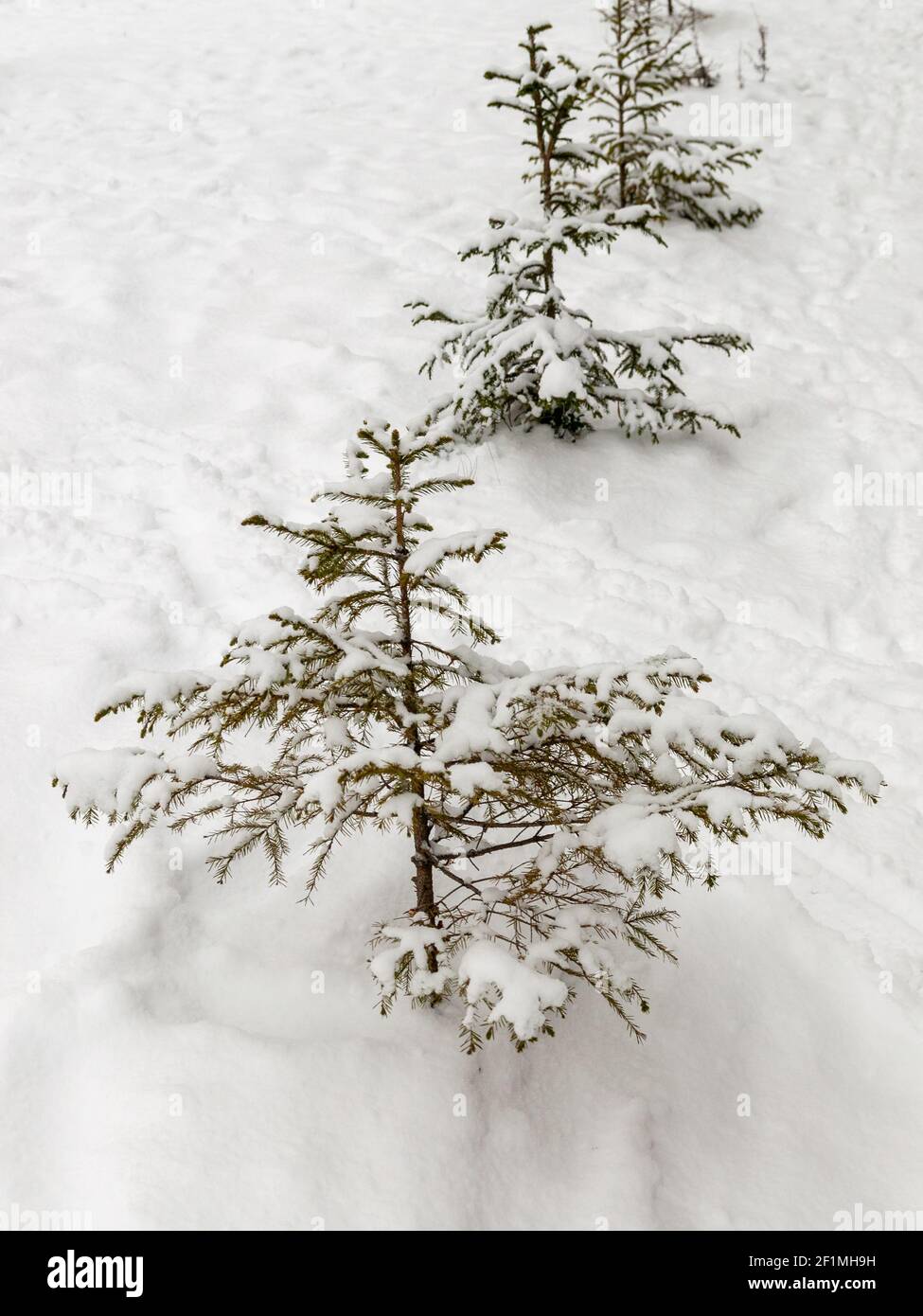 Little fir trees hi-res stock photography and images - Alamy