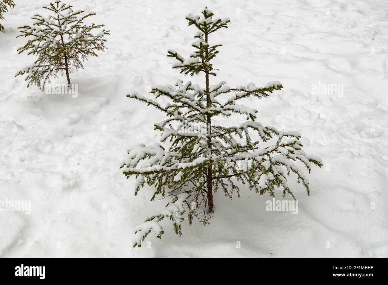 Little fir hi-res stock photography and images - Alamy
