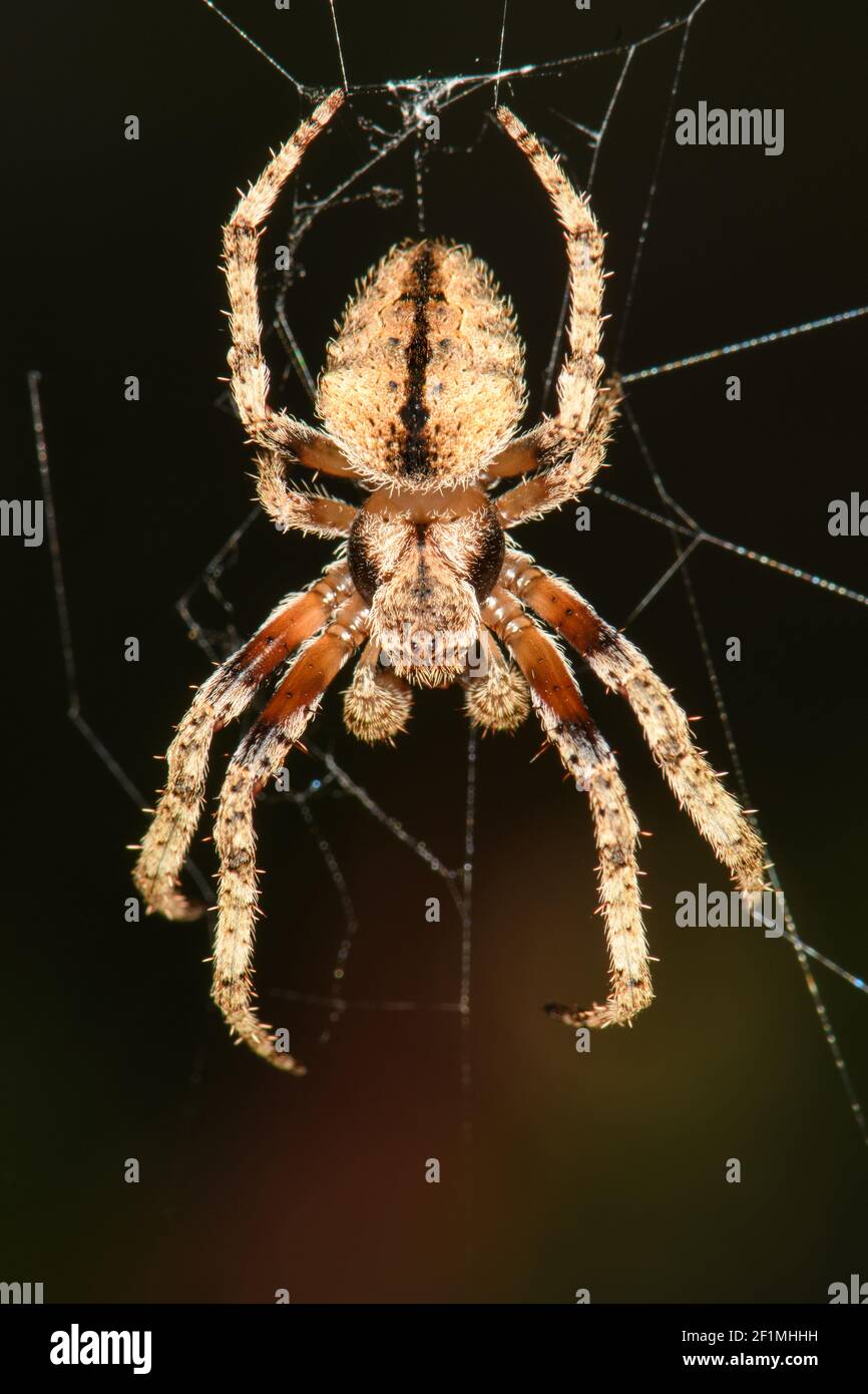 Eriophora hi-res stock photography and images - Alamy