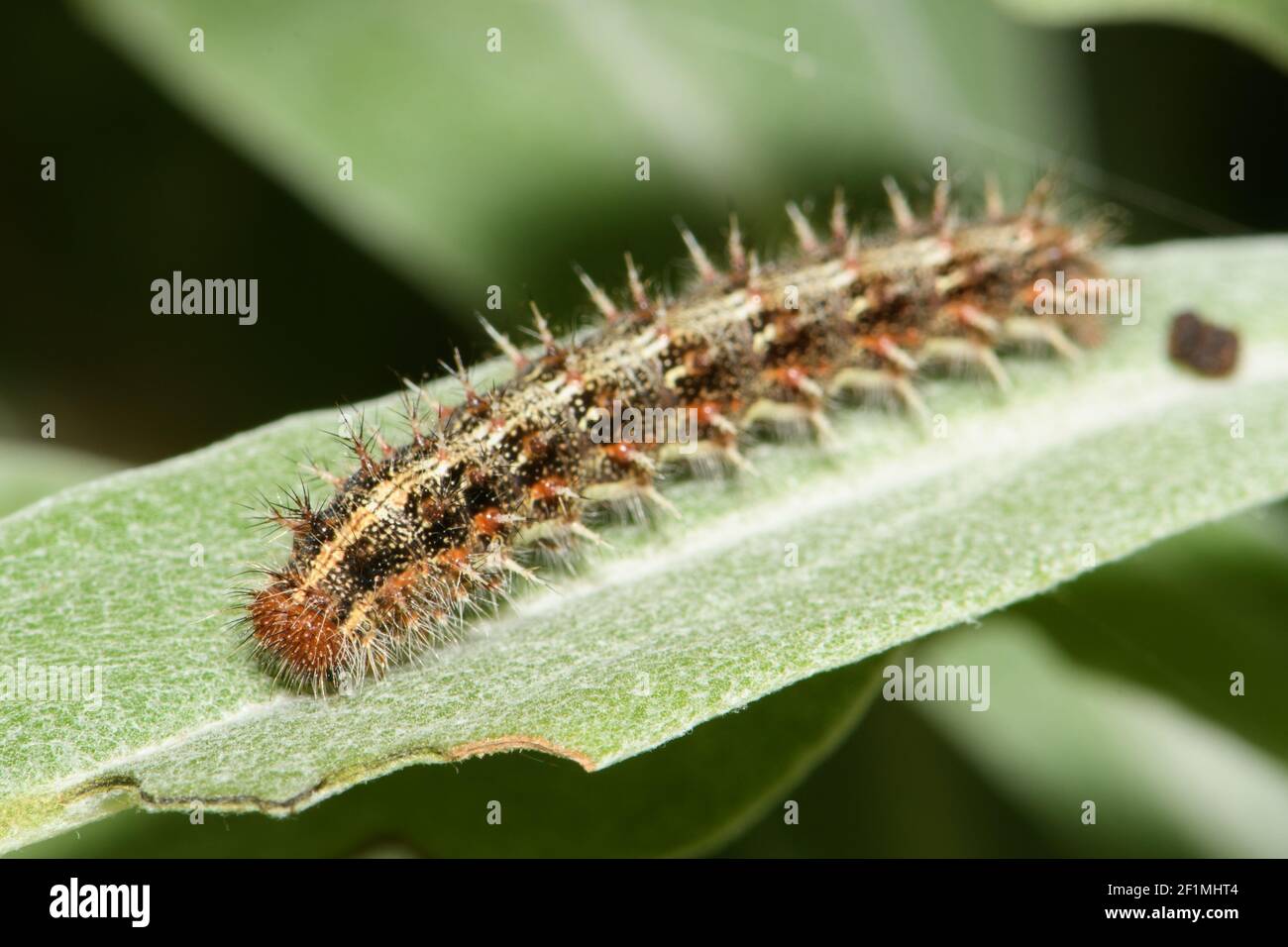 Painted lady caterpillar hi-res stock photography and images - Alamy