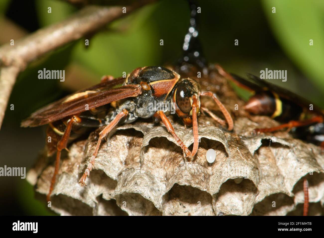 Australian Paper Wasp on top of hive Stock Photo - Alamy