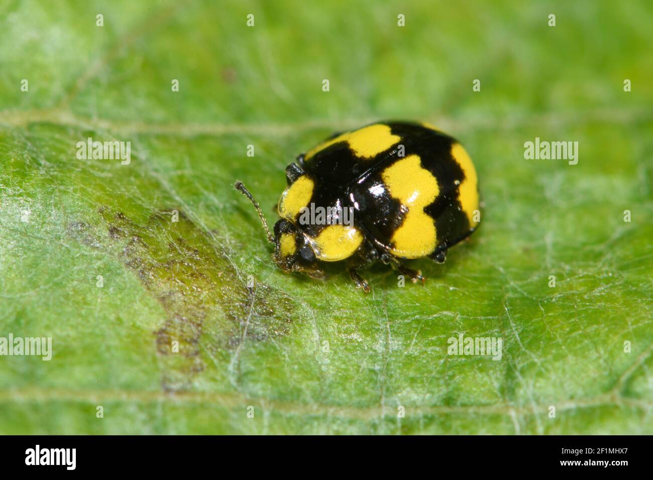 Australian fungus hi-res stock photography and images - Alamy