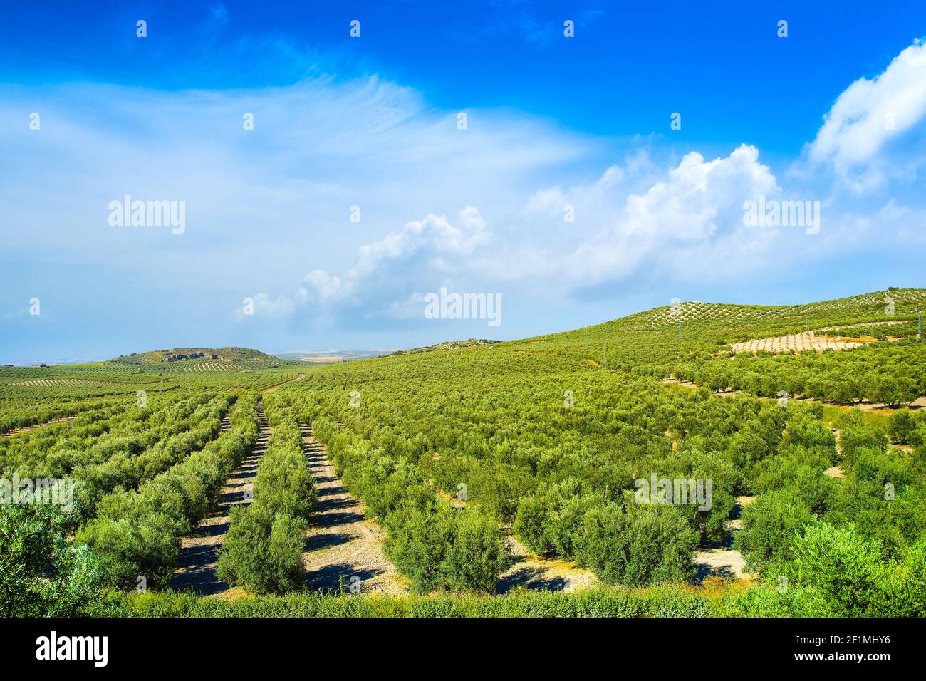 Landscape of green olive tree plantation in Spain Stock Photo - Alamy